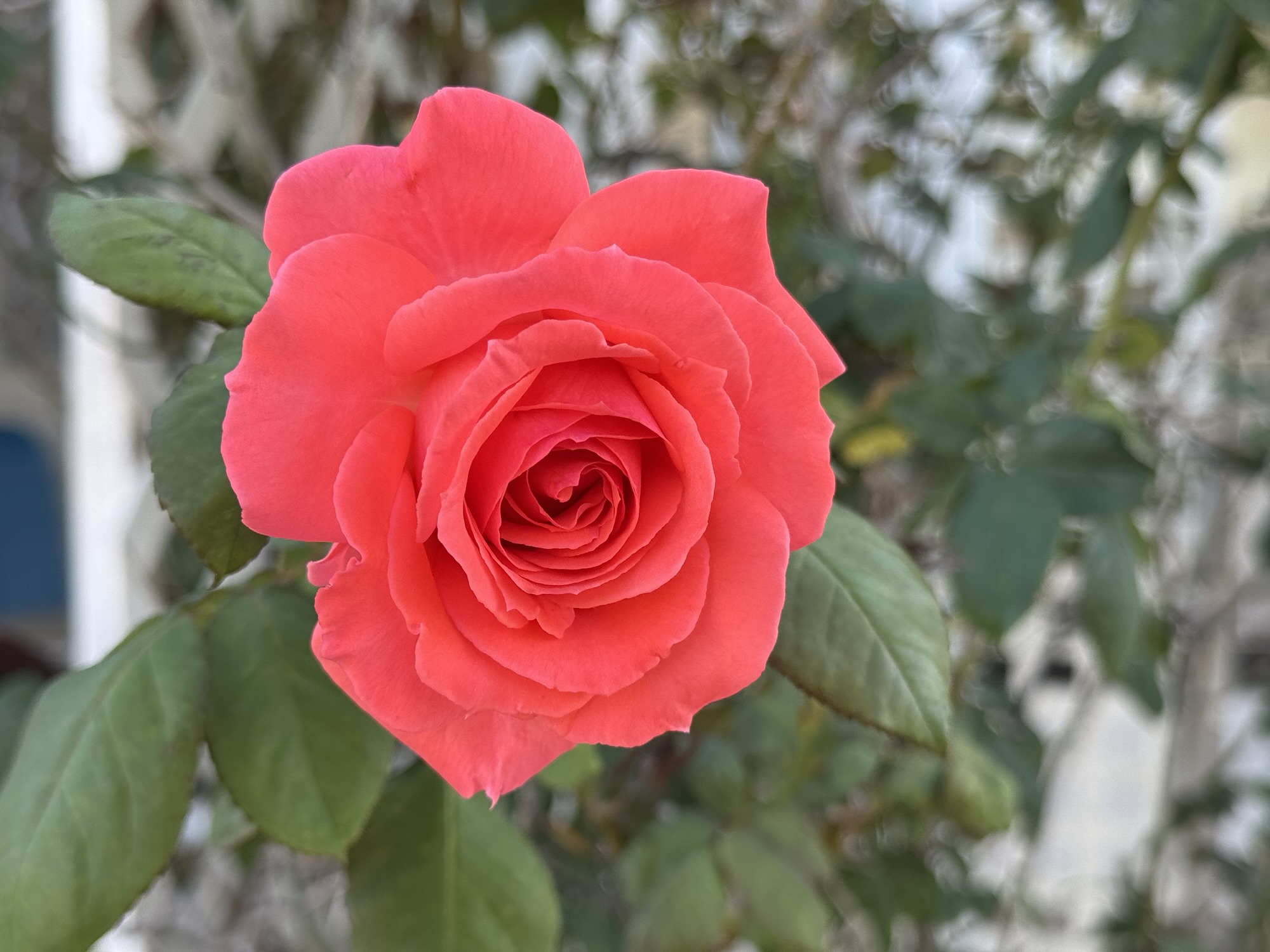 Roses in January – Radically Retired